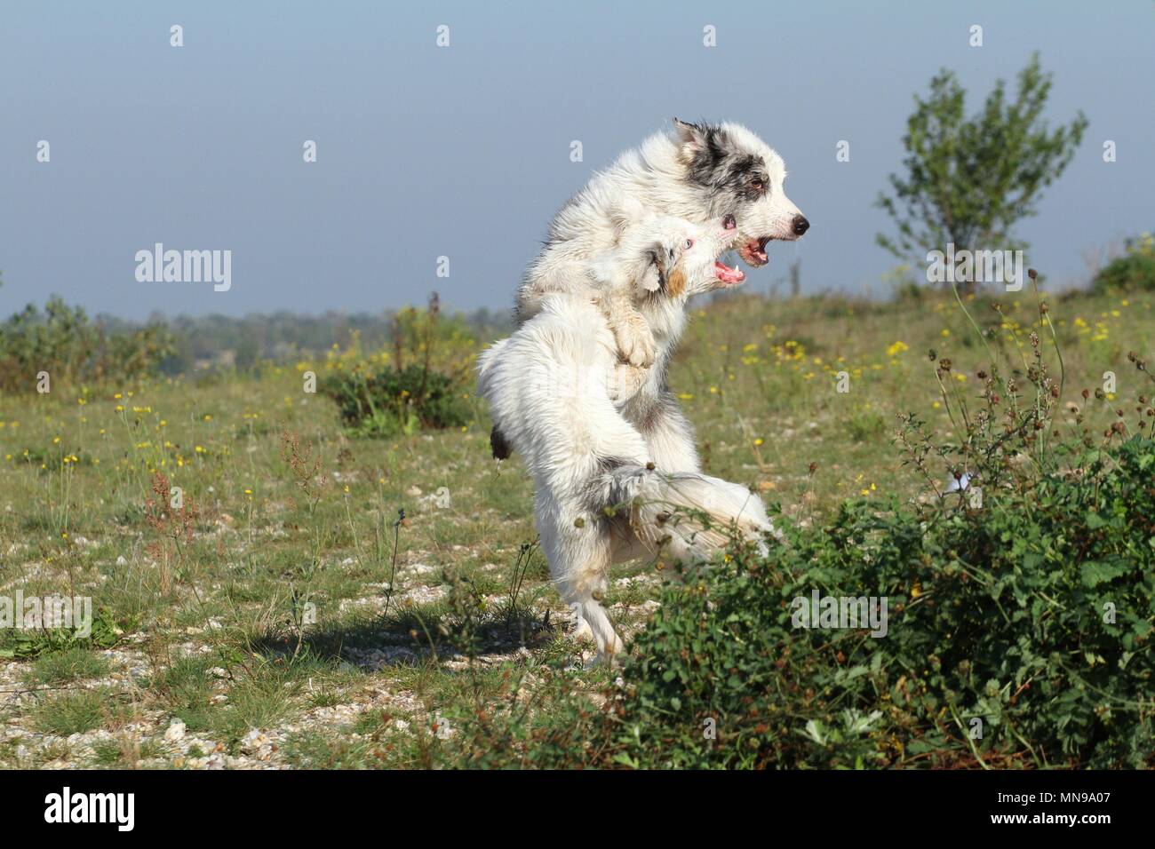 2 playing Australian Shepherds Stock Photo - Alamy