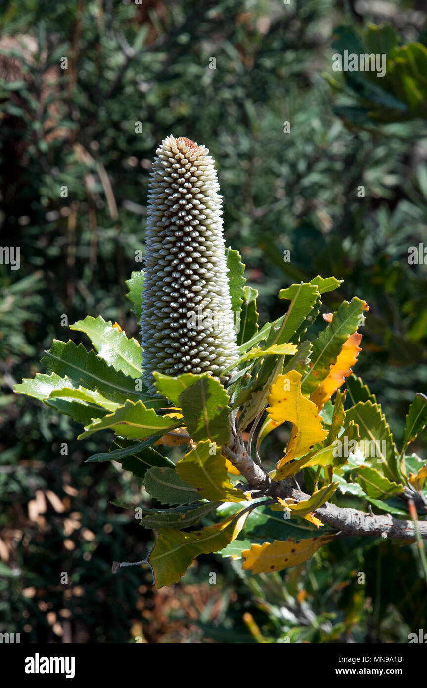 Bundeena Australia, Banksia cone flower not open Stock Photo - Alamy