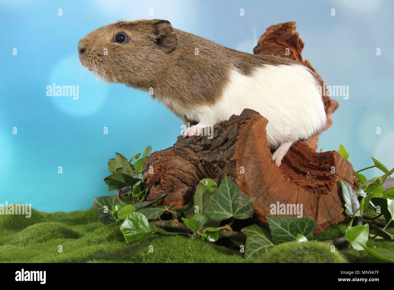 Crested moss hi-res stock photography and images - Alamy