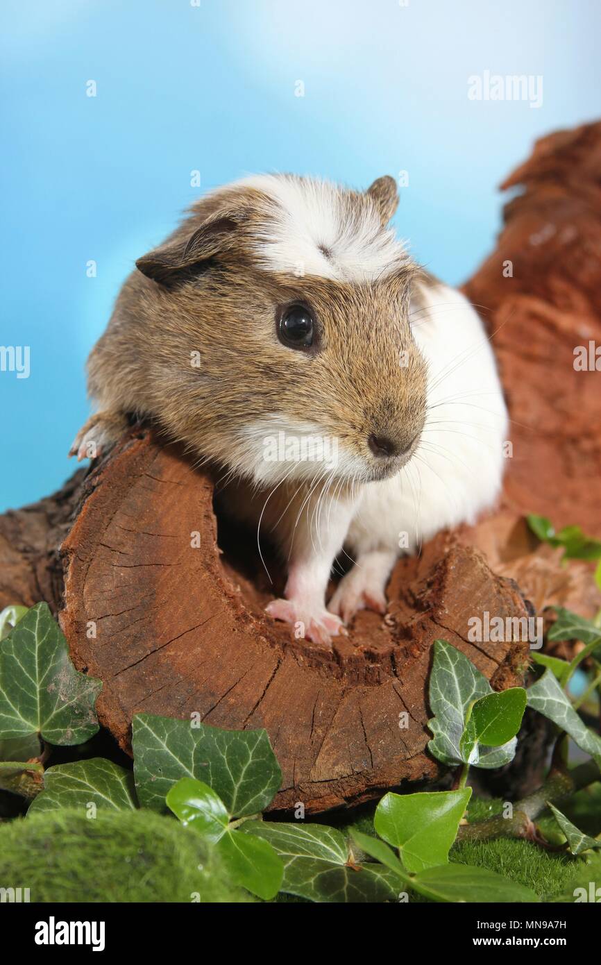 Crested moss hi-res stock photography and images - Alamy