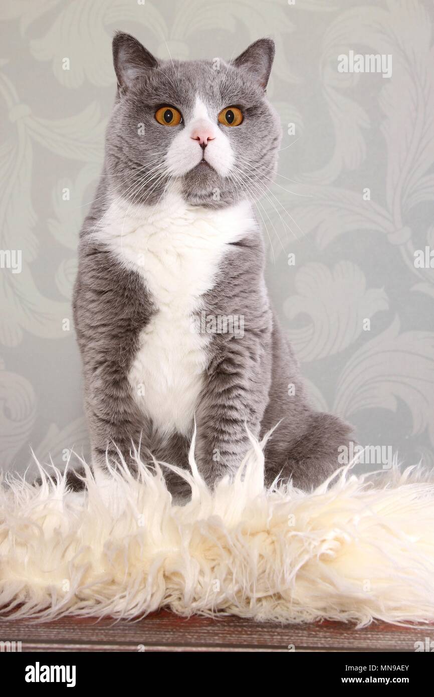 sitting British Shorthair tomcat Stock Photo - Alamy