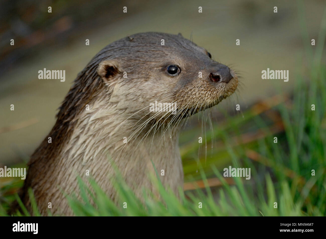 Otter head and shoulders hi-res stock photography and images - Alamy