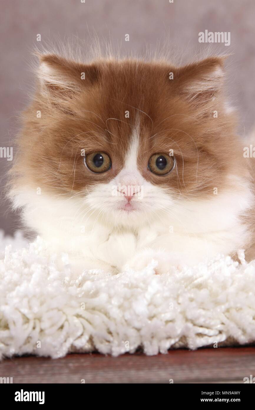 lying Highlander kitten Stock Photo - Alamy