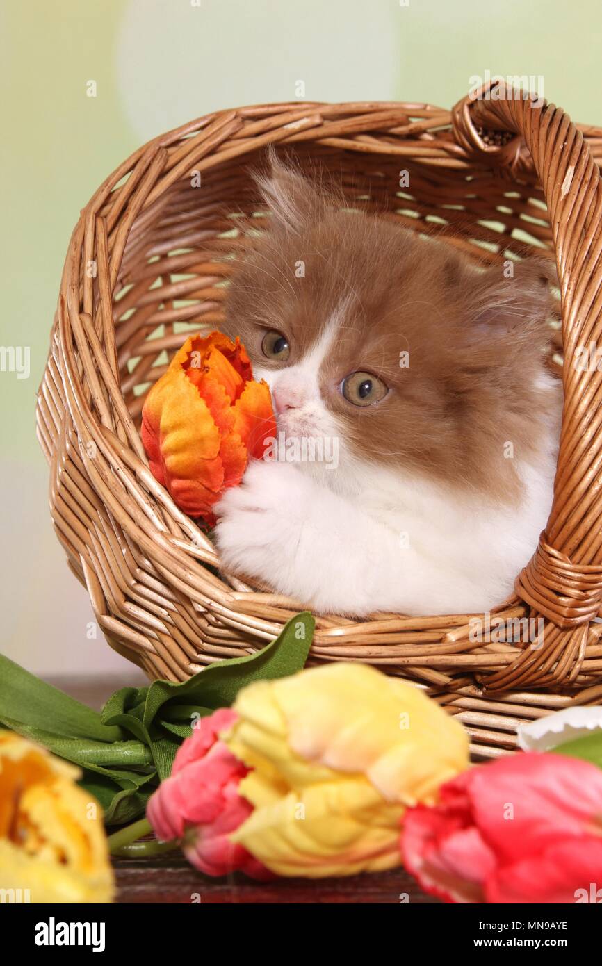 lying Highlander kitten Stock Photo - Alamy