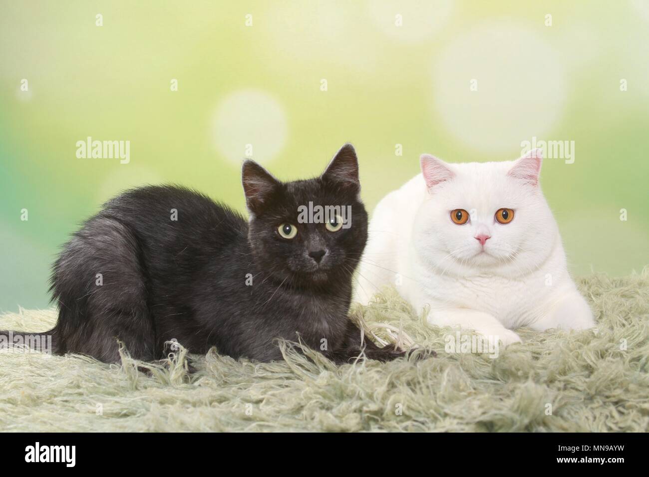 Tomcats hi-res stock photography and images - Alamy