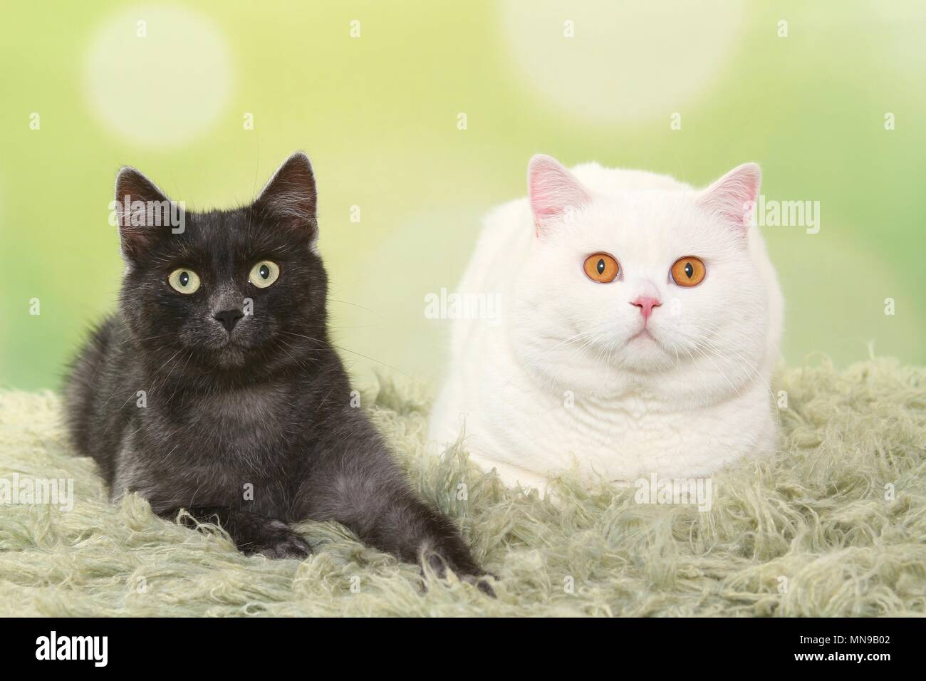Tomcats hi-res stock photography and images - Alamy