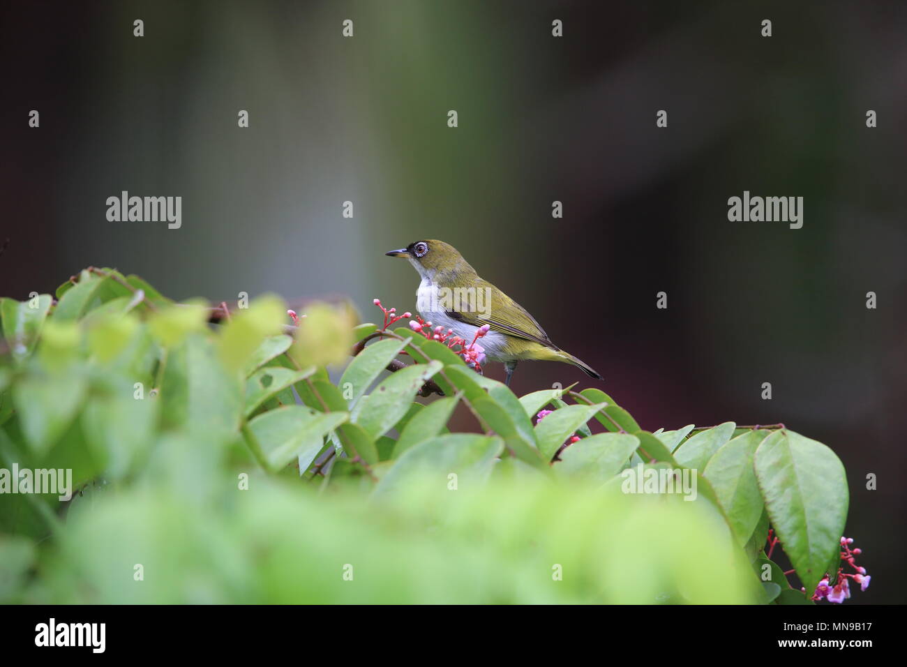 Cream-throated White-eye (Zosterops atriceps) in Halmahera Island ...