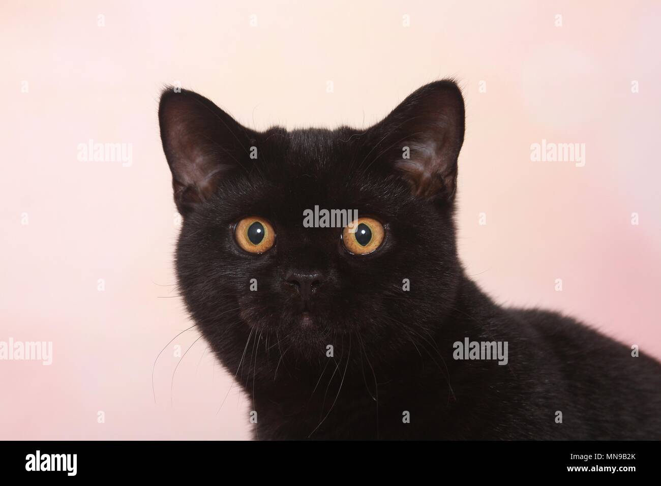 British Shorthair Portrait Stock Photo - Alamy