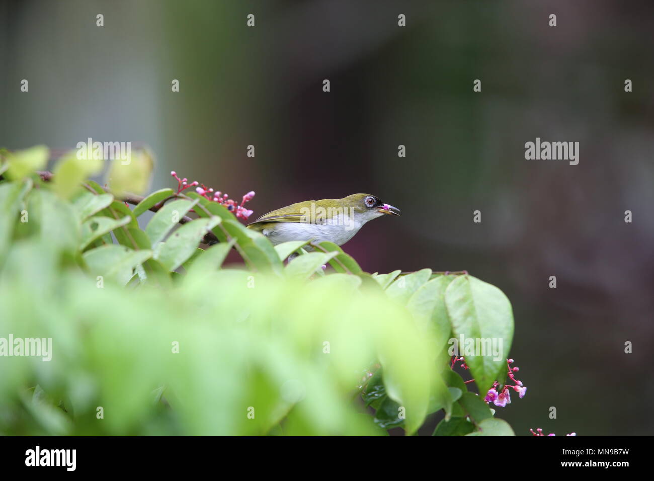 Cream-throated White-eye (Zosterops atriceps) in Halmahera Island ...