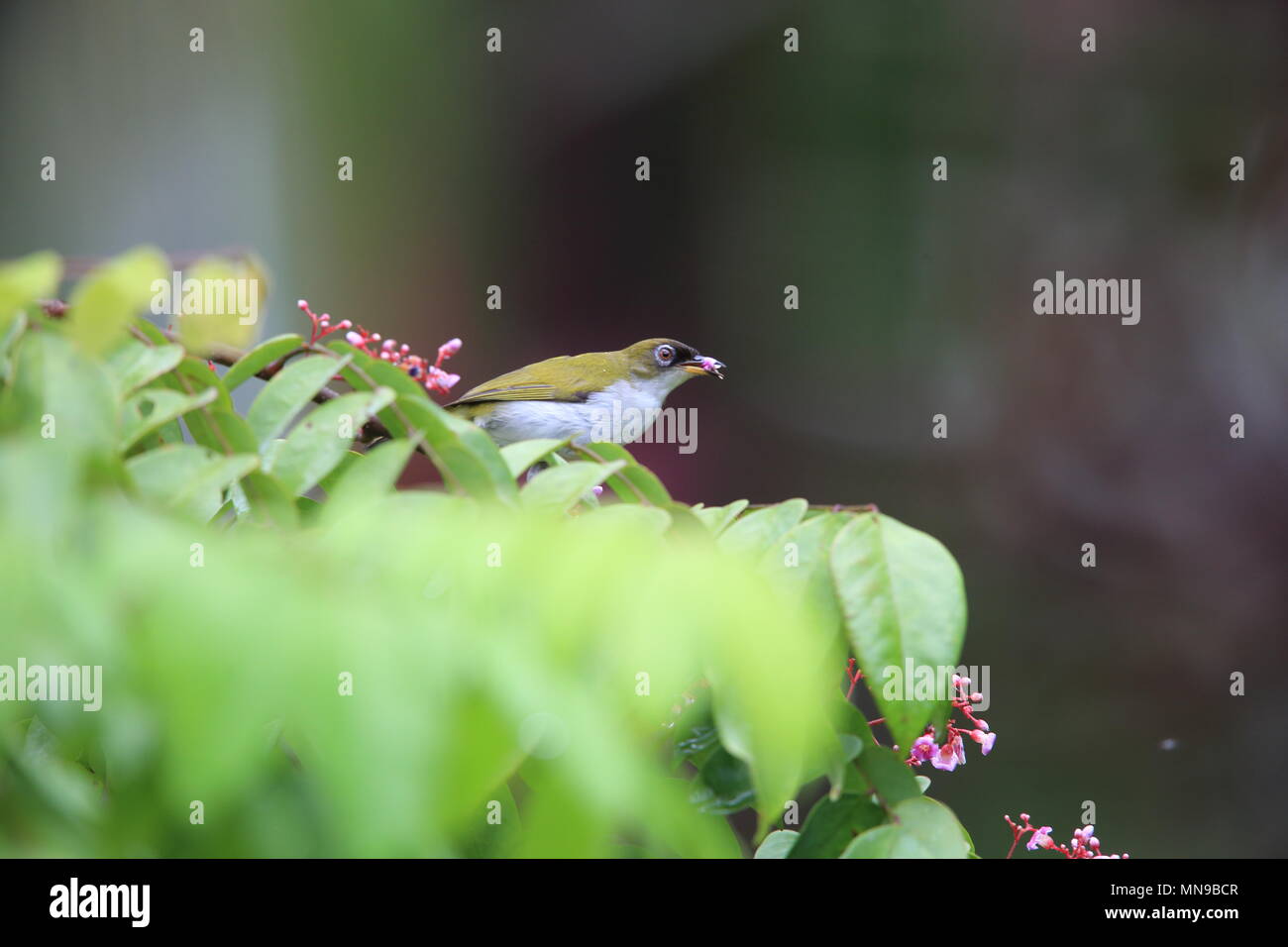 Cream-throated White-eye (Zosterops atriceps) in Halmahera Island ...