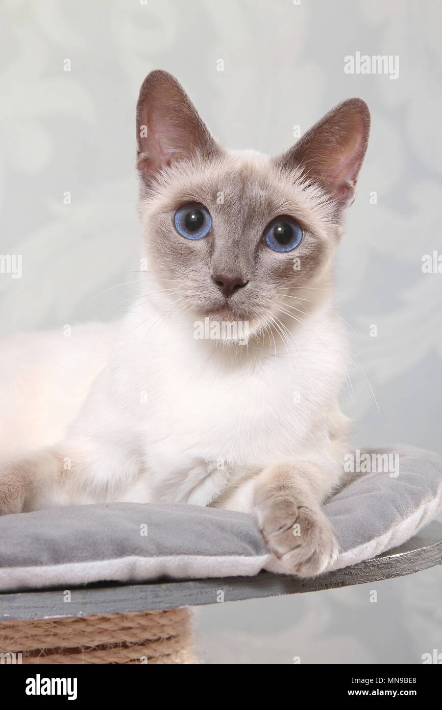 Thai lilac cat hi-res stock photography and images - Alamy