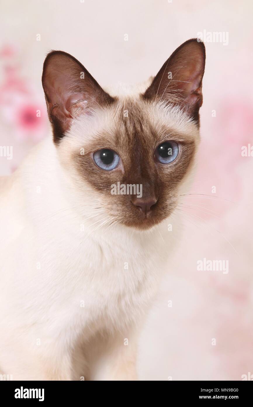 Portrait chocolate point siamese cat hi-res stock photography and ...