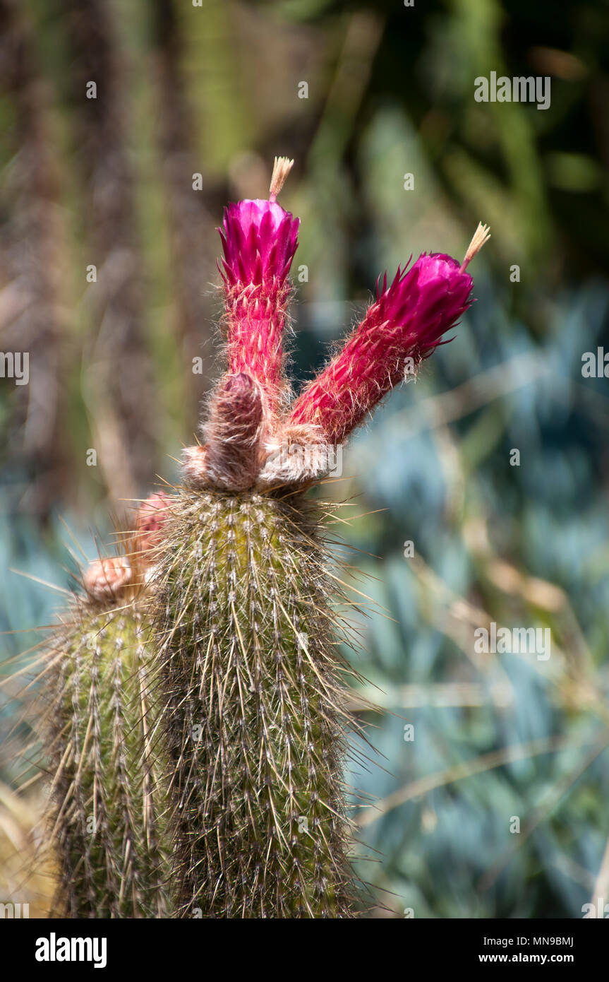 Purple torch cactus hi-res stock photography and images - Alamy
