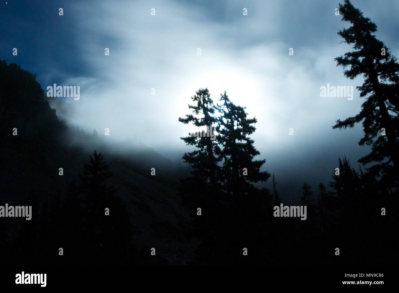midnight forest moonlight Stock Photo - Alamy