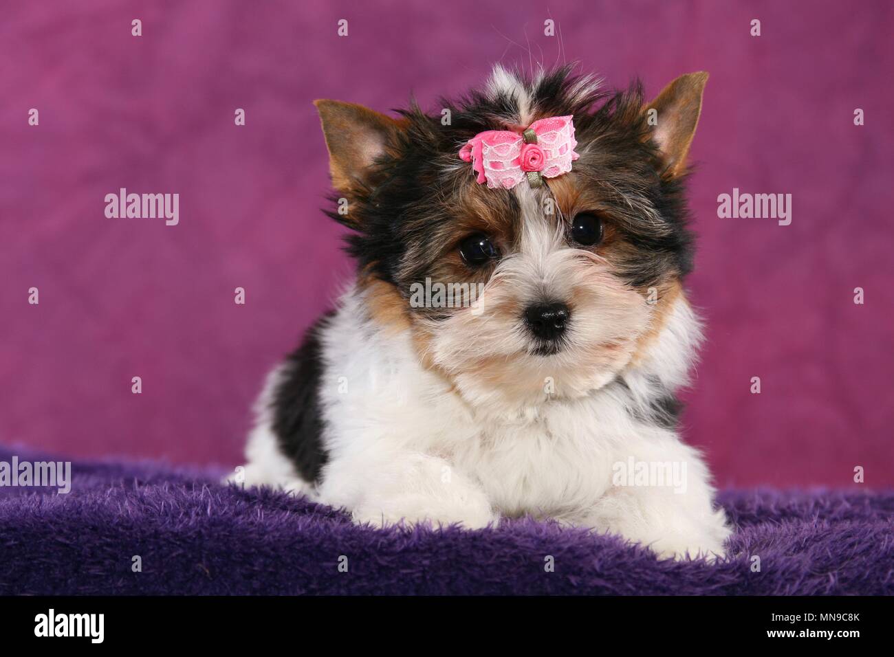 Biewer Terrier Puppy Stock Photo - Alamy