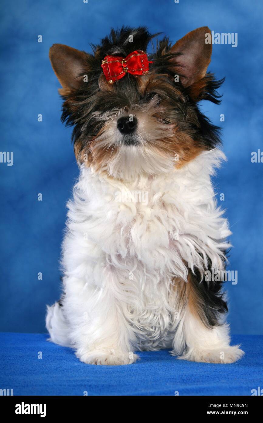 young Biewer Terrier Stock Photo - Alamy
