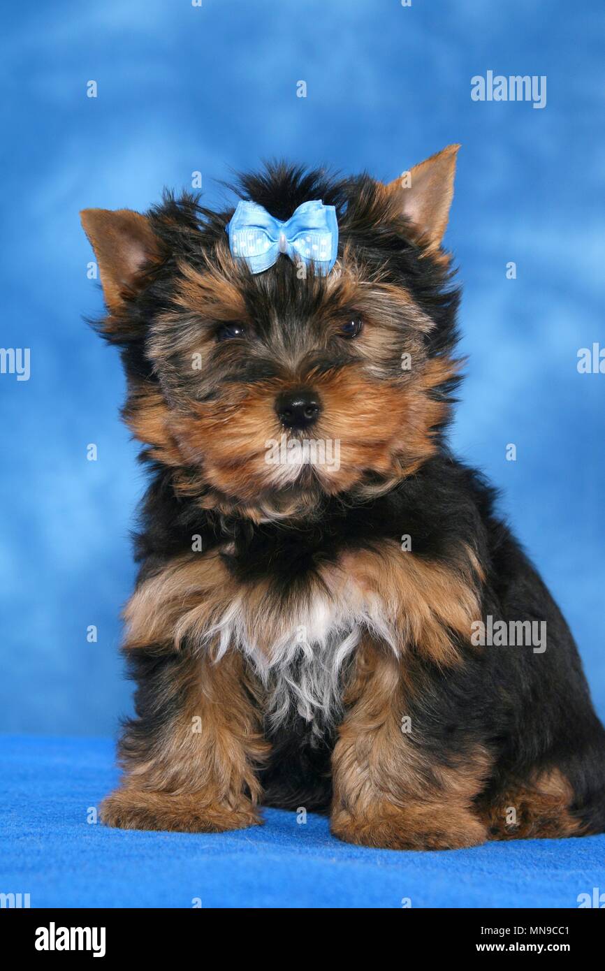 Black And Gold Yorkshire Terrier