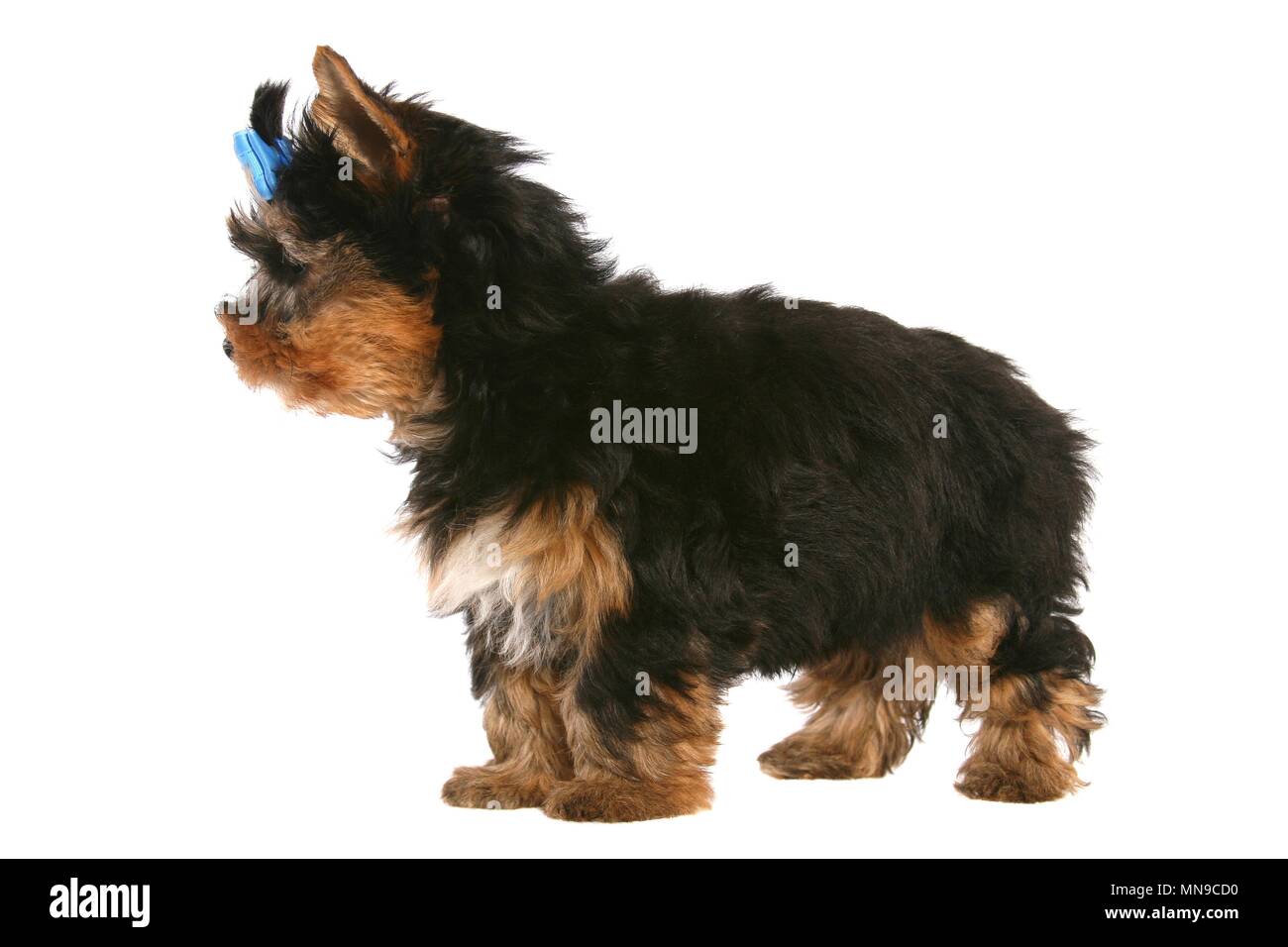 Yorkshire Terrier Puppy Stock Photo - Alamy