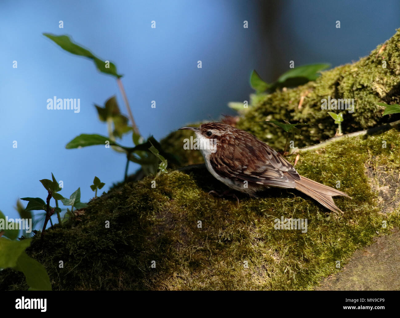Treecreeper flight hi-res stock photography and images - Alamy