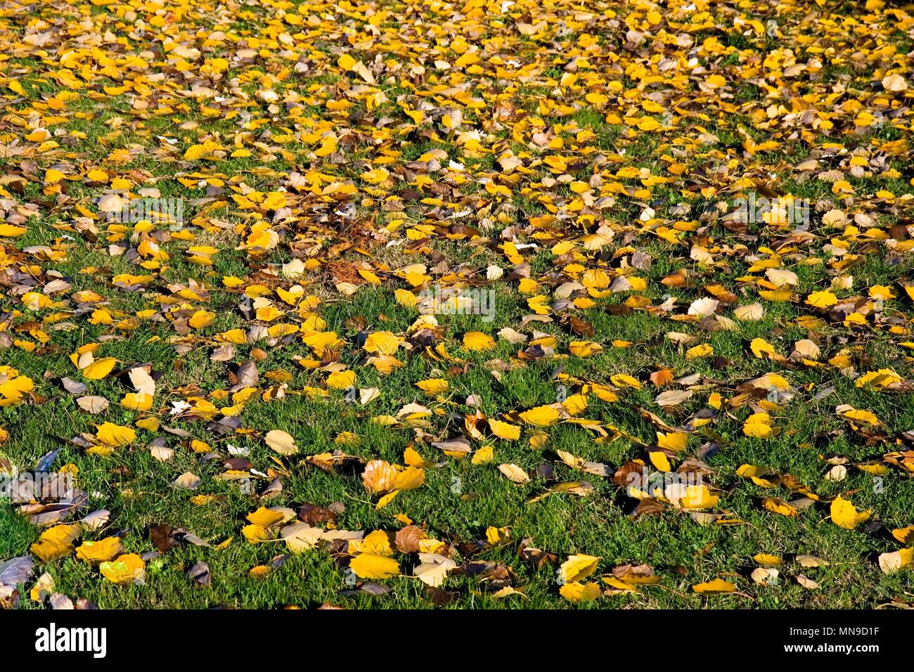 Autumn colors in the park , Novi Sad ,Serbia Stock Photo - Alamy