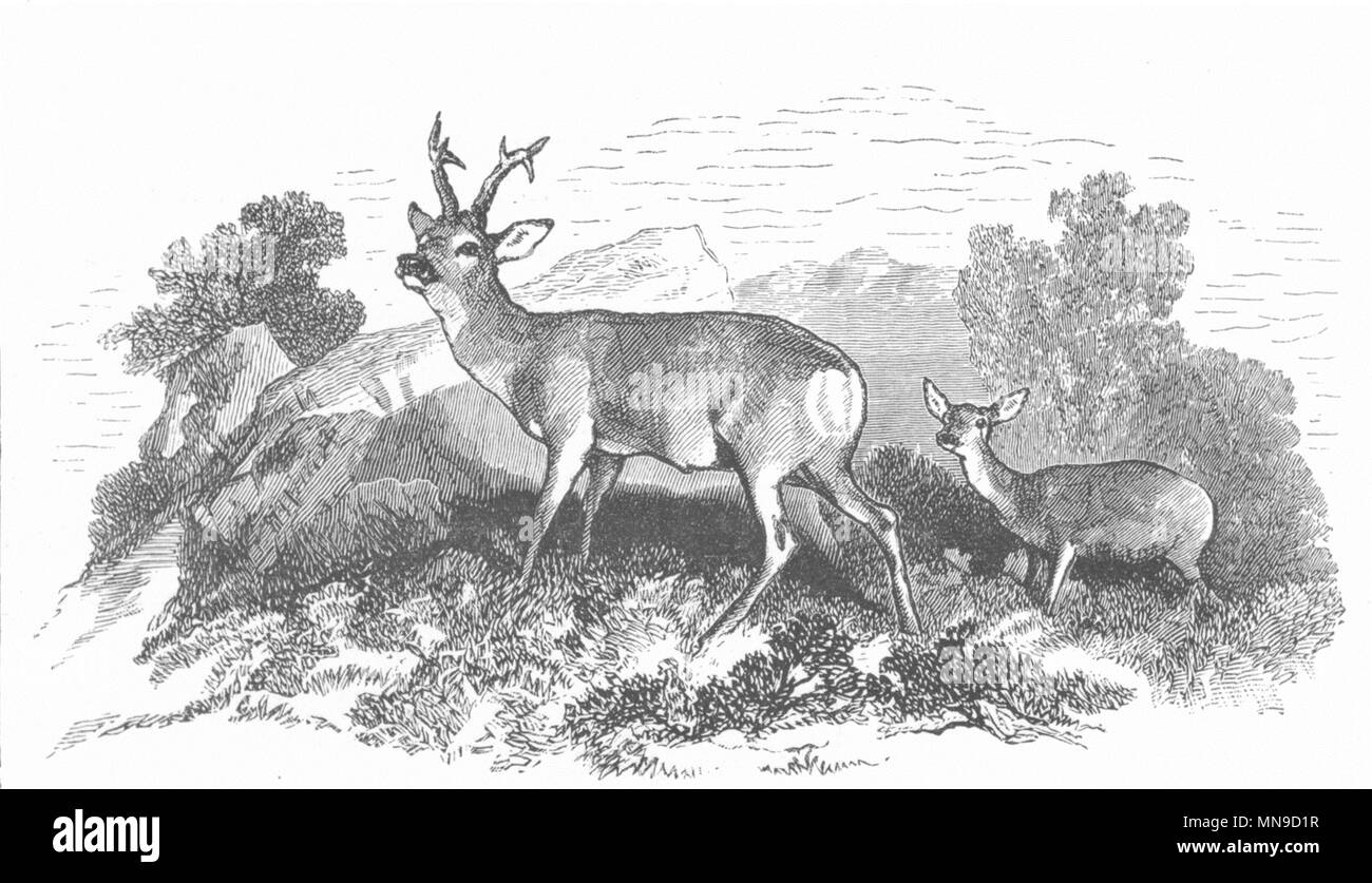 Vintage art deer hi-res stock photography and images - Alamy
