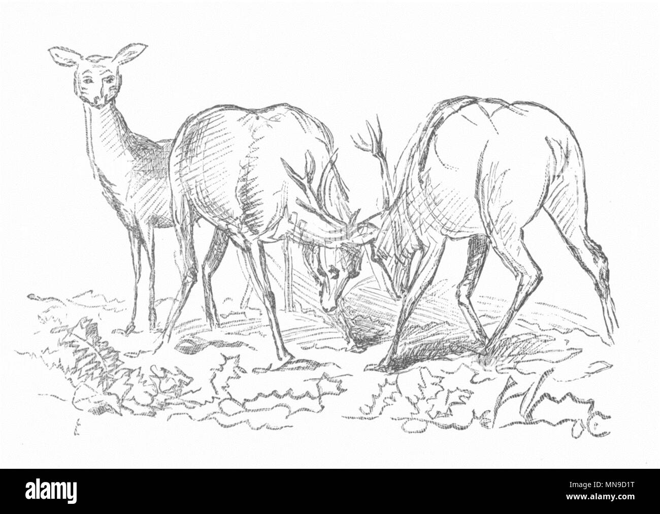 Vintage art deer hi-res stock photography and images - Alamy