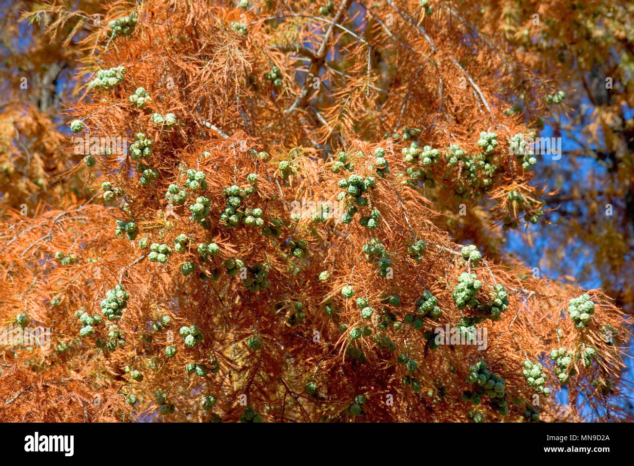 Autumn colors in the park , Novi Sad ,Serbia Stock Photo - Alamy