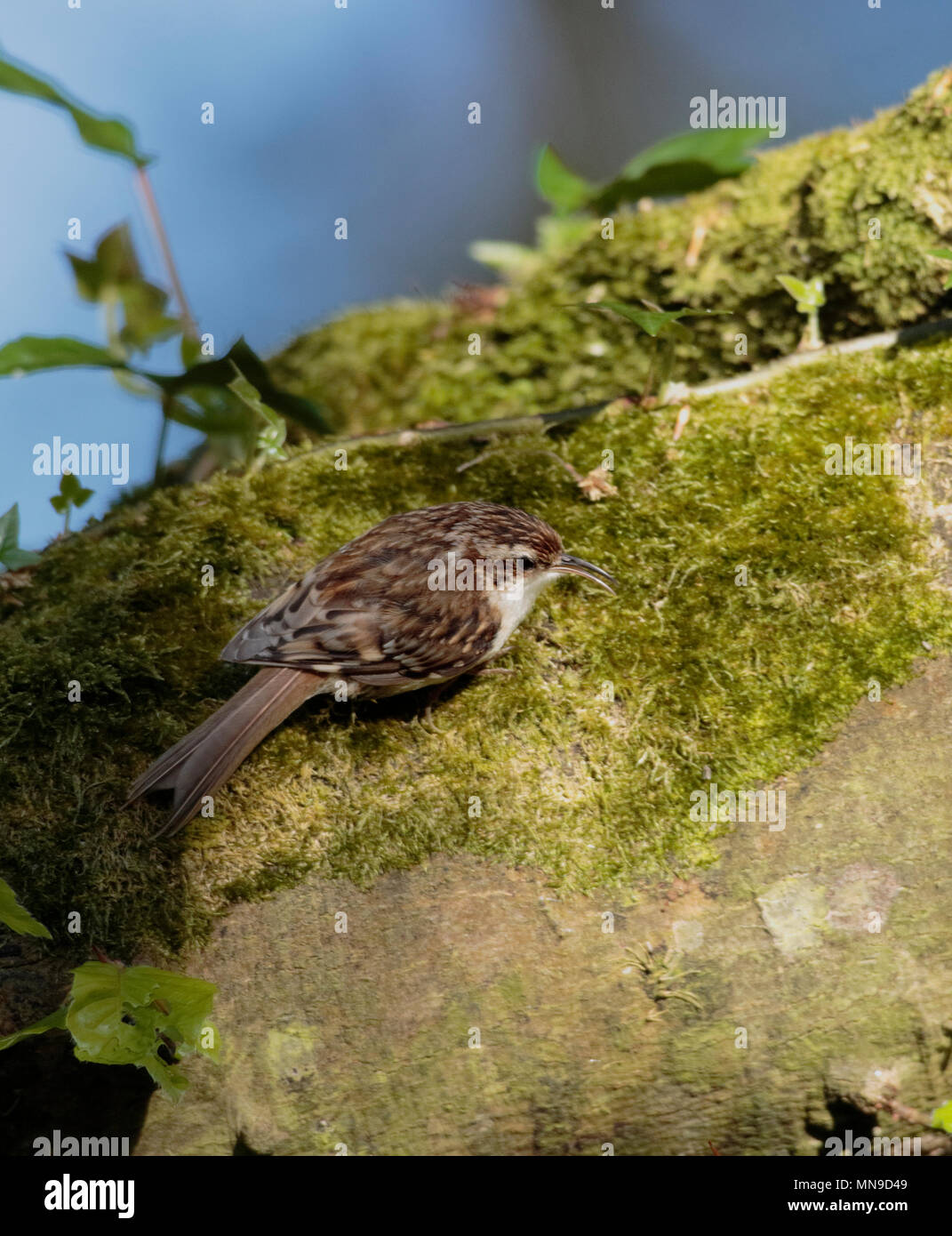 Treecreeper flight hi-res stock photography and images - Alamy