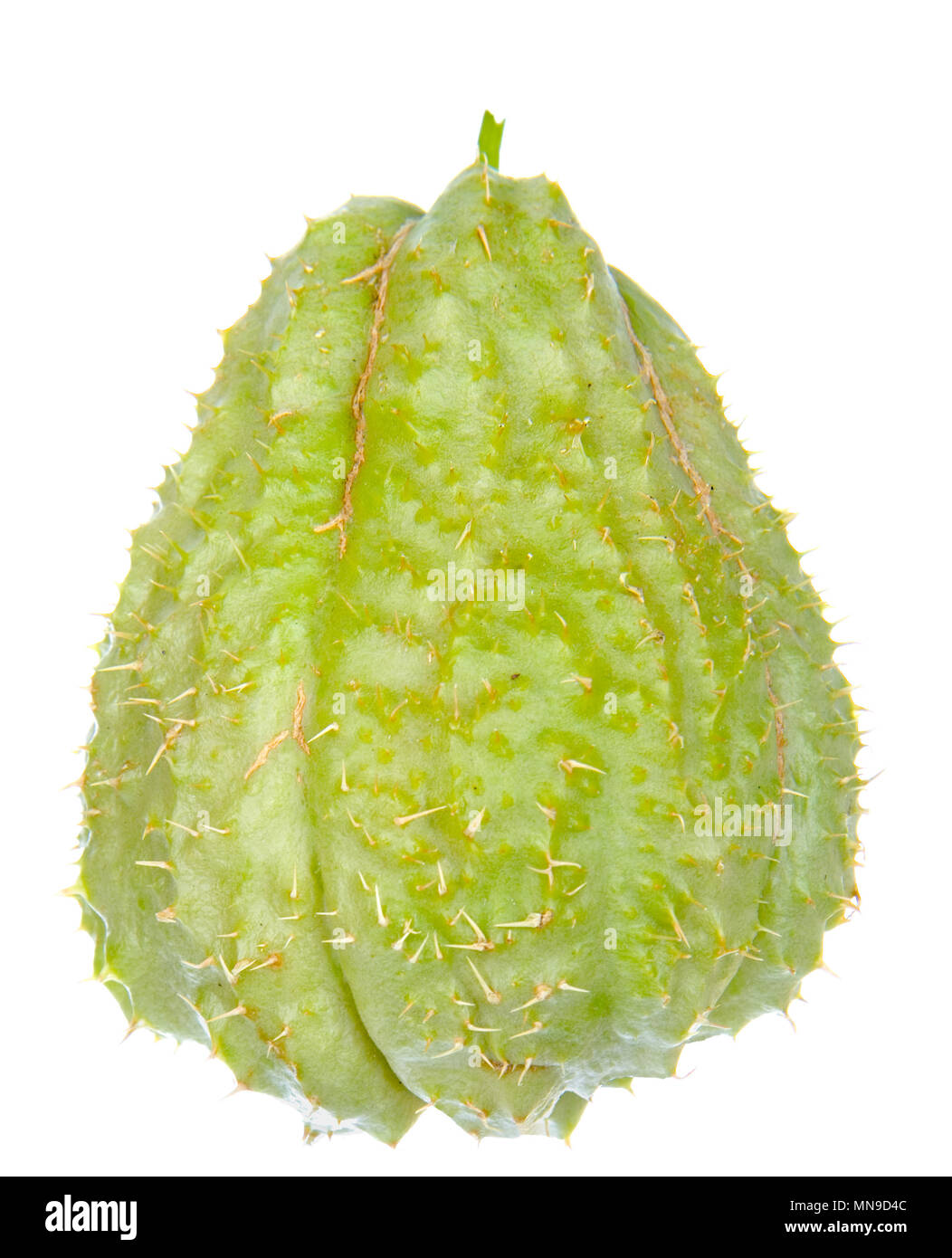Vegetables fresh indian cucumbers on a white background Stock Photo - Alamy