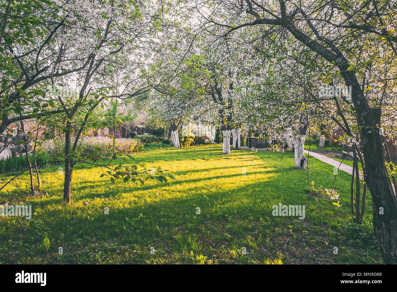 Apple tree arch hi-res stock photography and images - Alamy