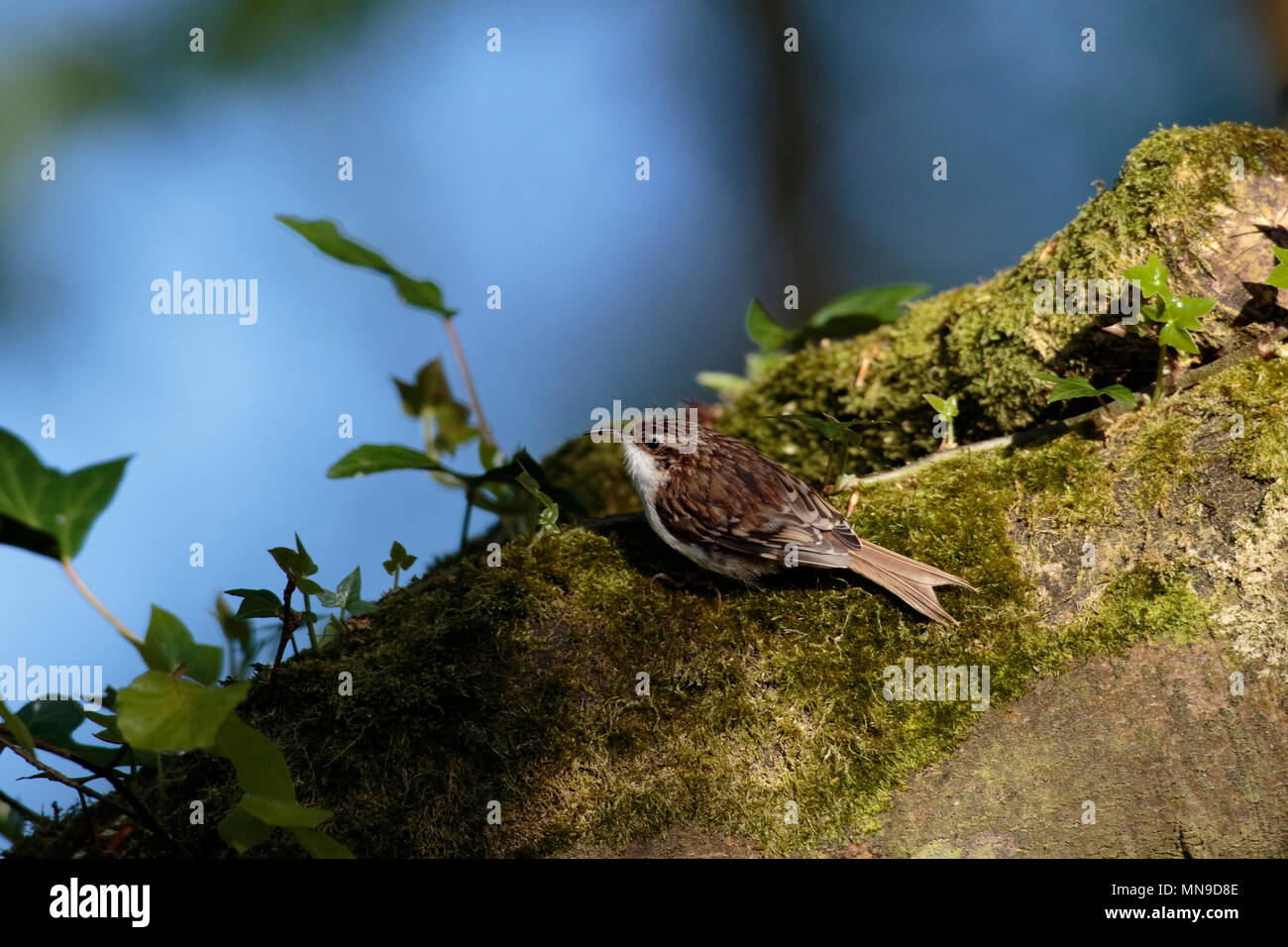Treecreeper flight hi-res stock photography and images - Alamy