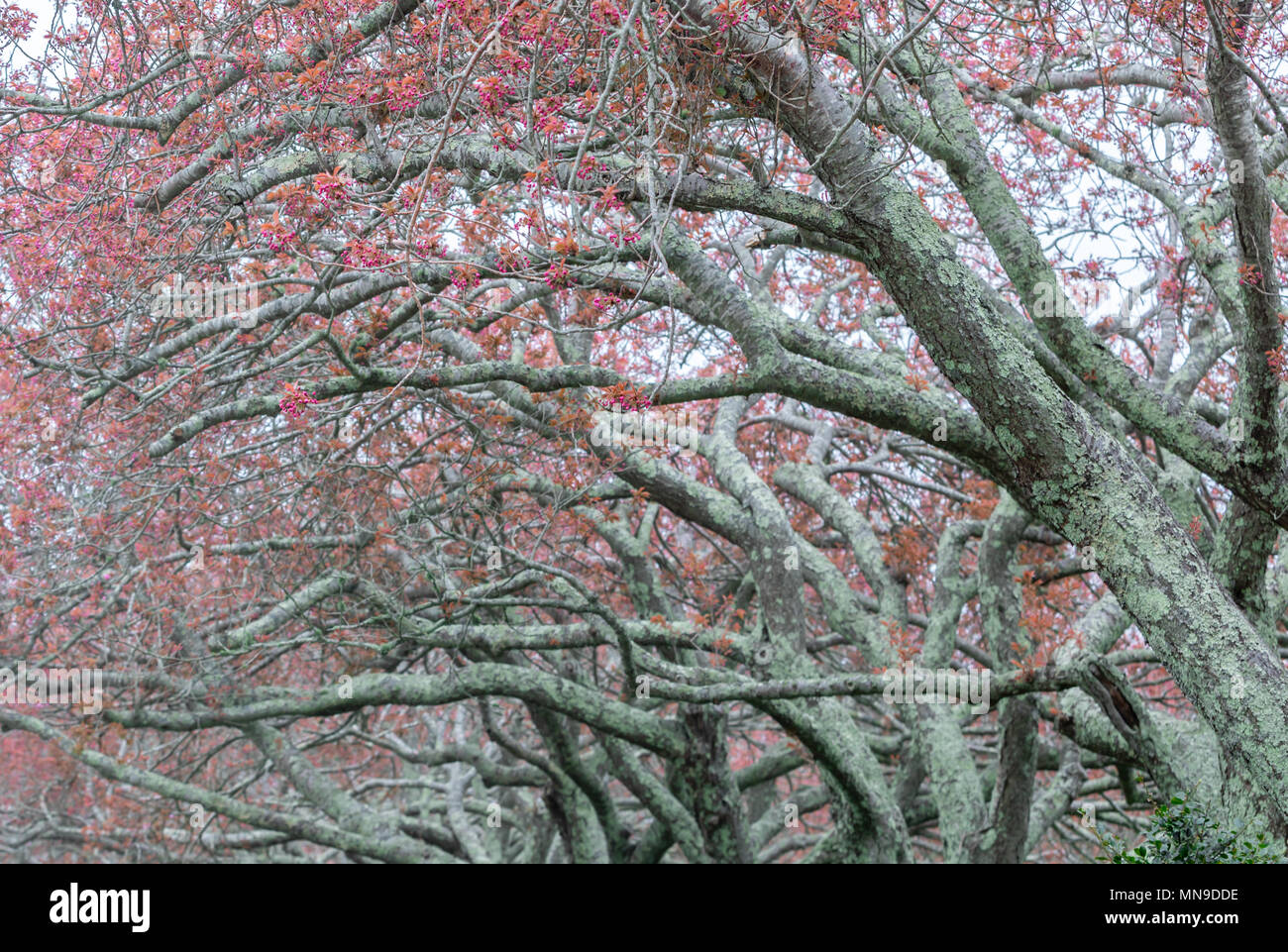Tangled trees hi-res stock photography and images - Alamy