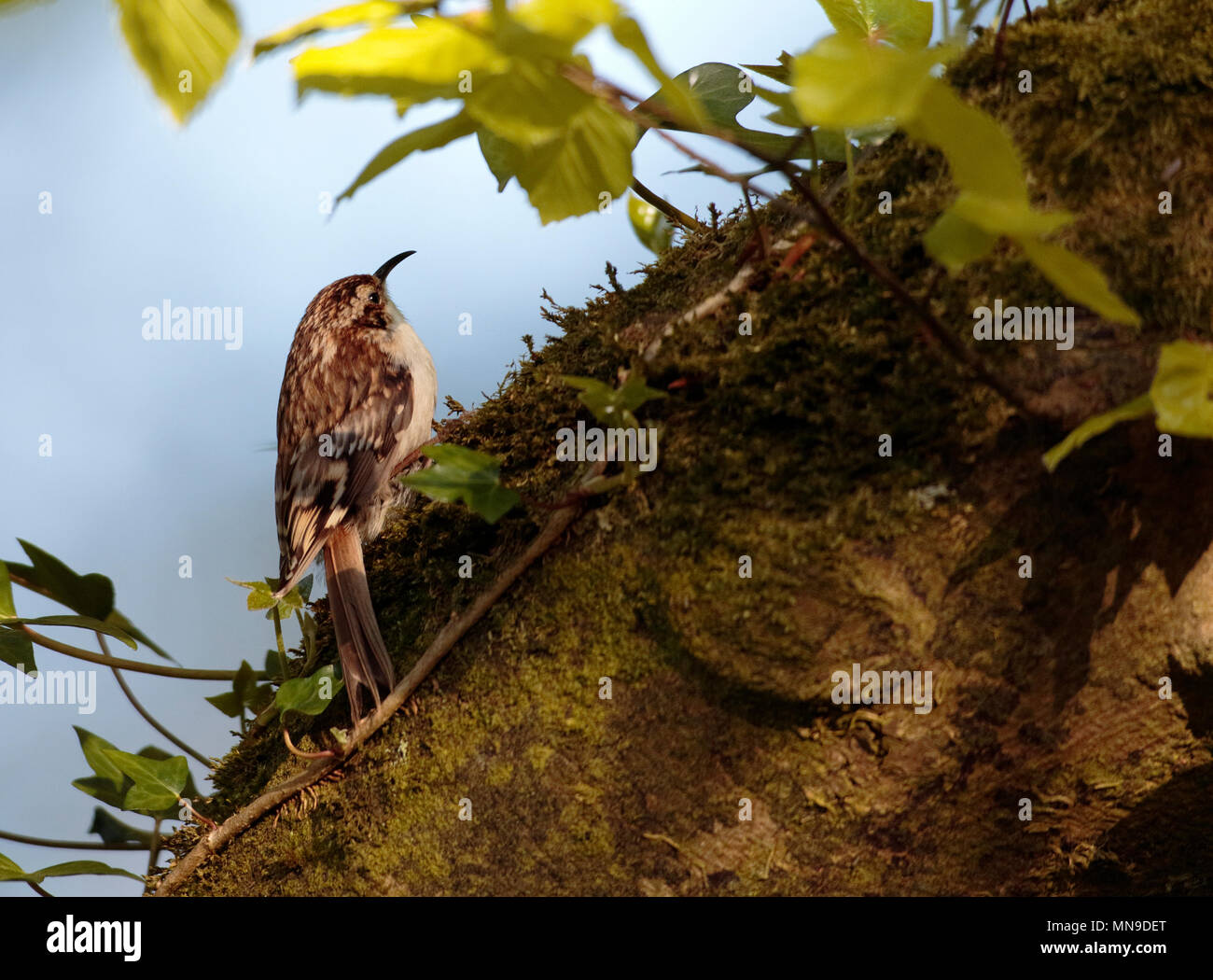 Treecreeper flight hi-res stock photography and images - Alamy