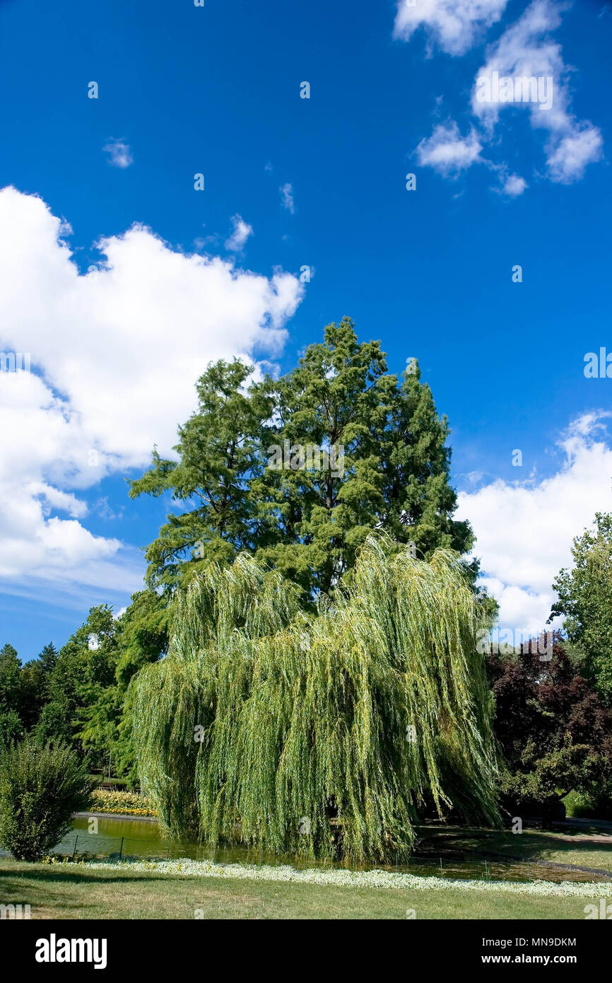Weeping willows hi-res stock photography and images - Alamy