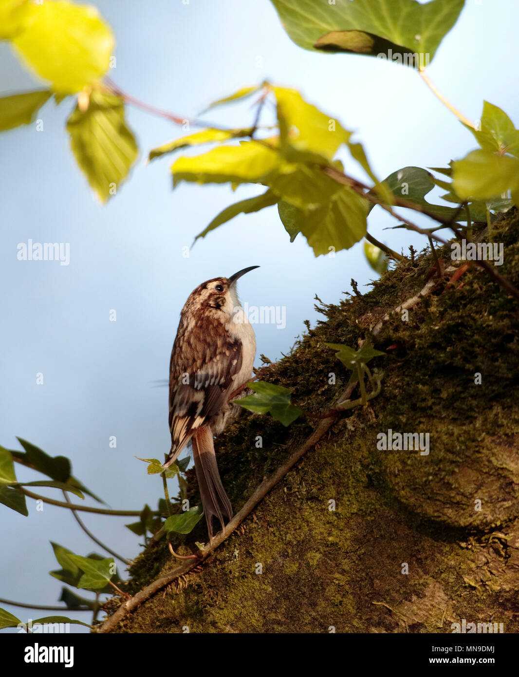 Treecreeper flight hi-res stock photography and images - Alamy