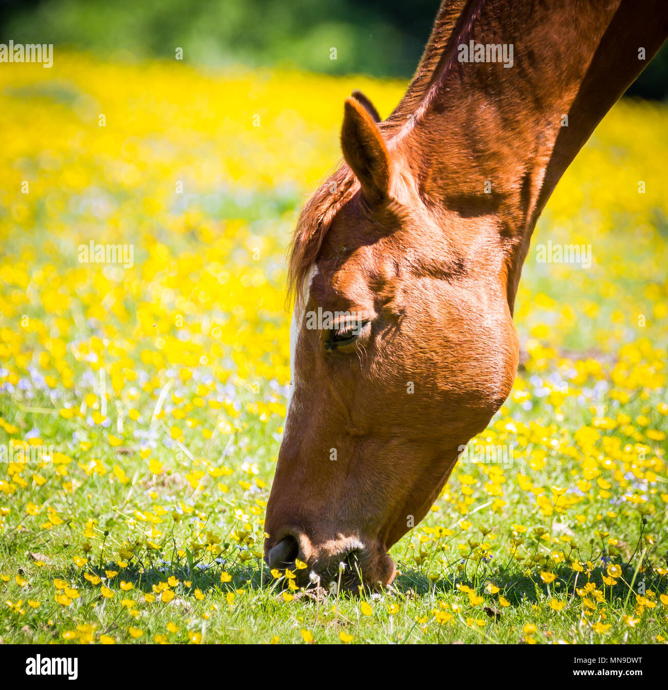 Head neck shot chestnut horse hi-res stock photography and images - Alamy