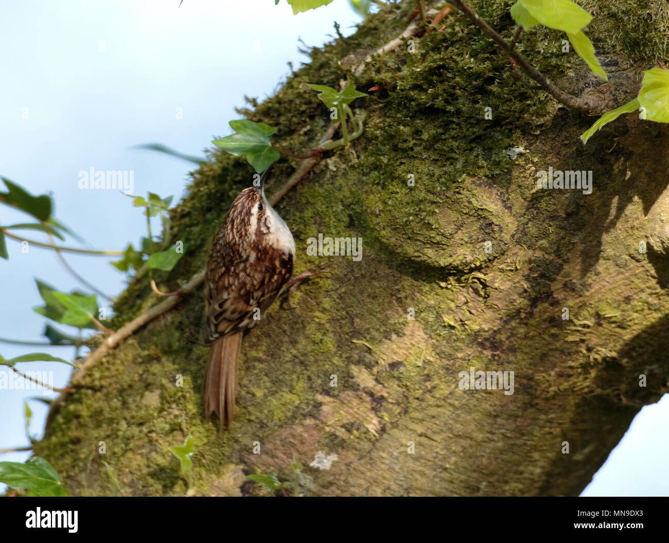 Treecreeper flight hi-res stock photography and images - Alamy
