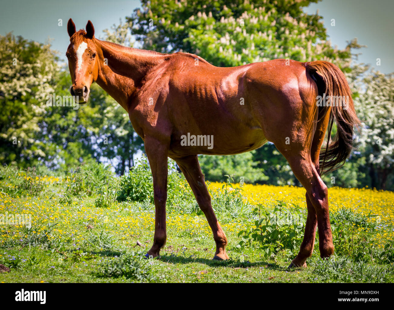 Horses in the Spring sun Stock Photo - Alamy