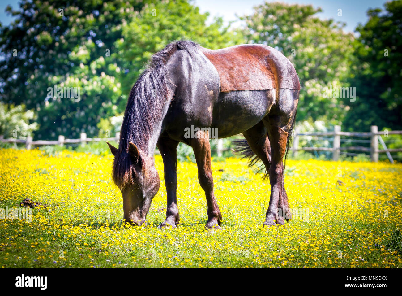 Horses in the Spring sun Stock Photo - Alamy