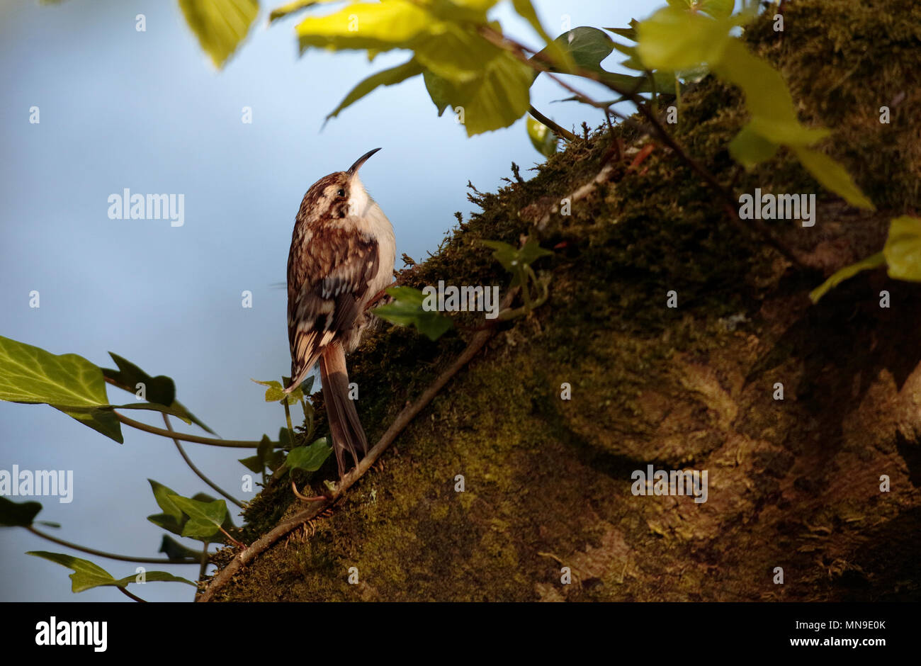 Treecreeper flight hi-res stock photography and images - Alamy