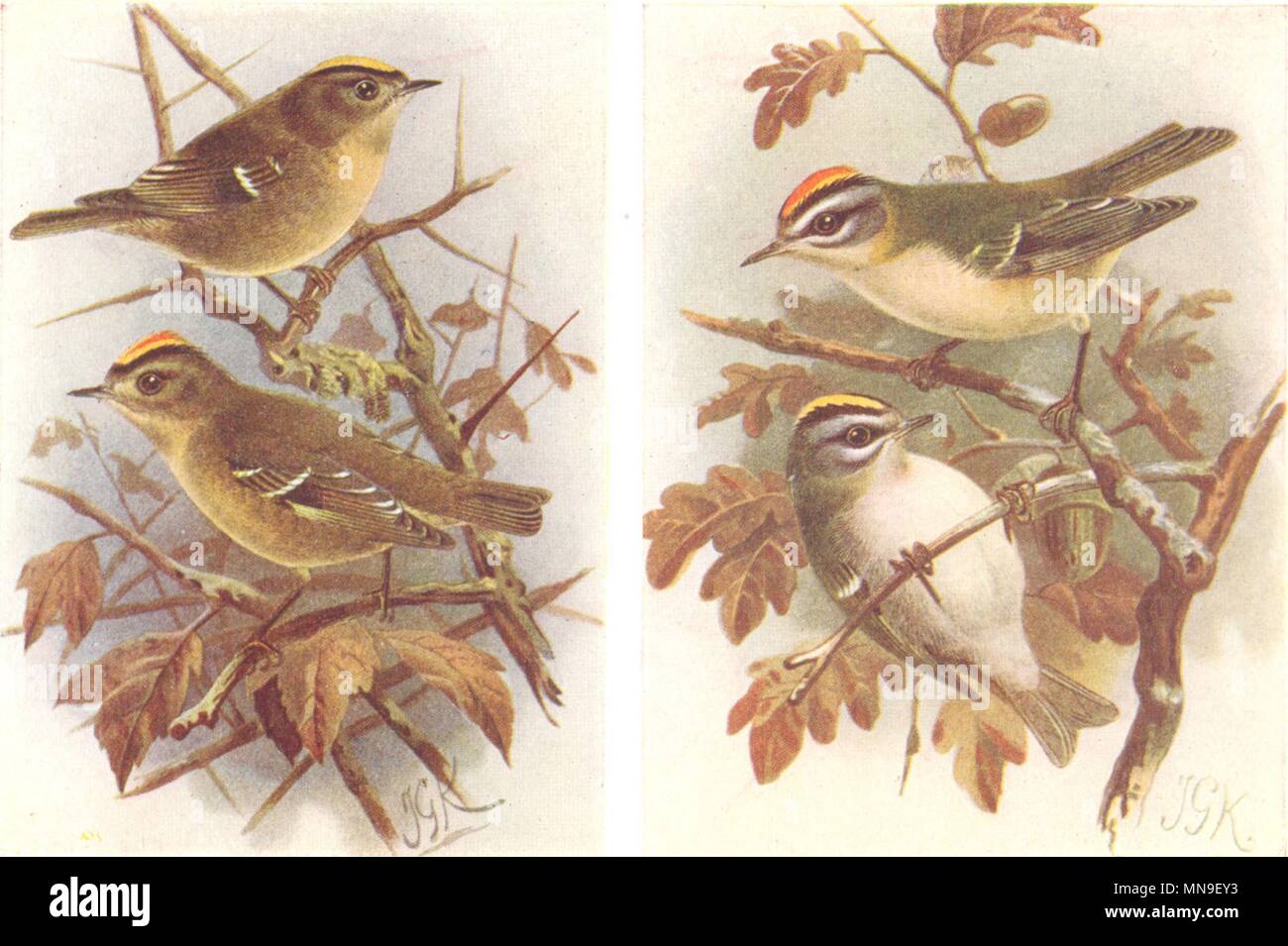 BRITISH BIRDS. Goldcrest; Firecrest. THORBURN 1925 vintage print ...