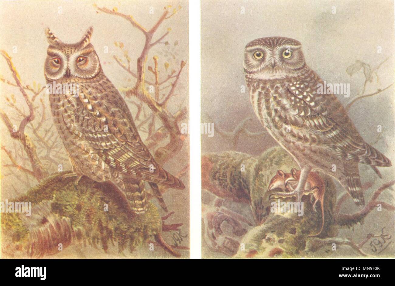 BRITISH BIRDS. Scops Owl; Little Owl. THORBURN 1925 old vintage print ...