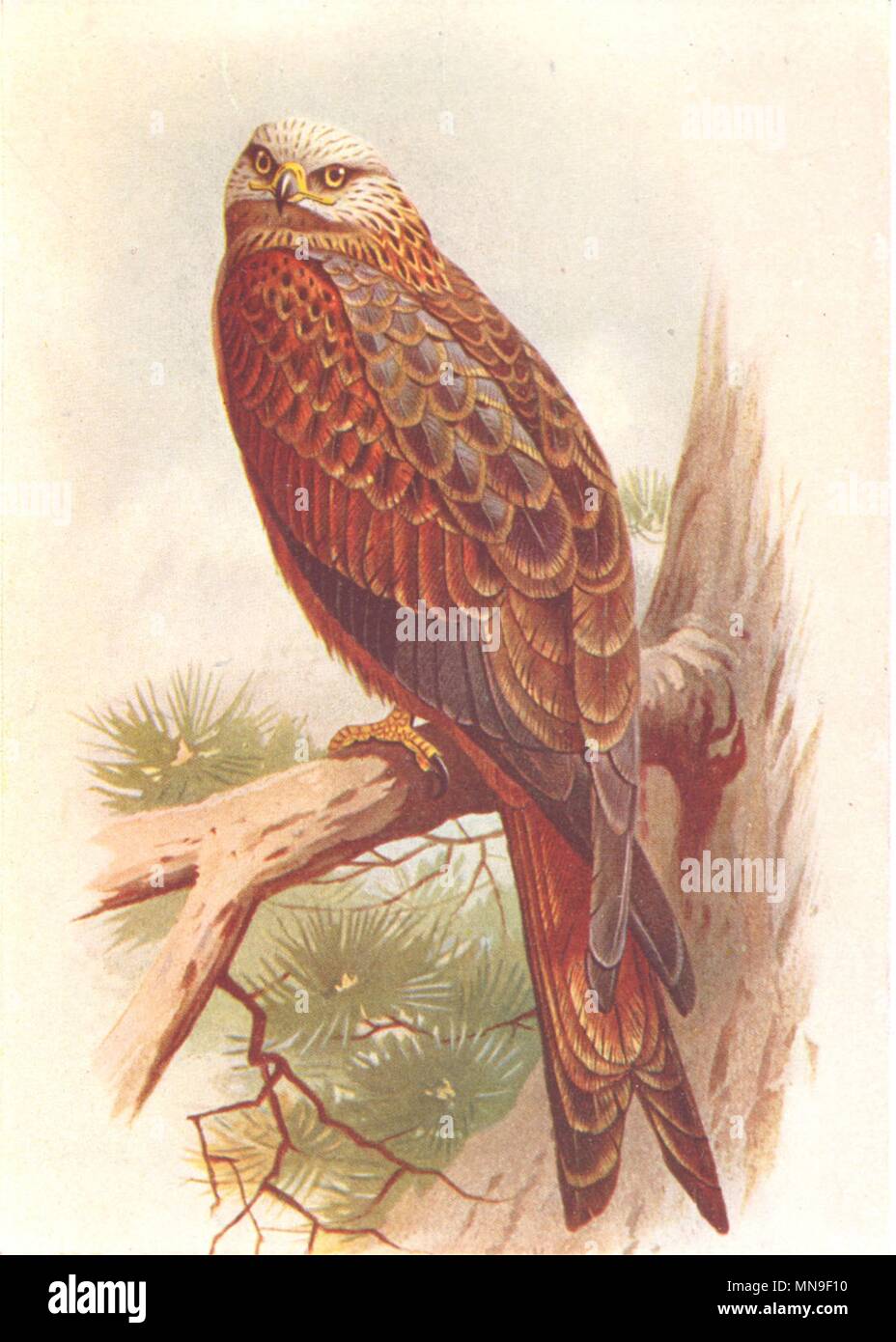 BRITISH BIRDS. Kite. THORBURN 1925 old vintage print picture Stock ...