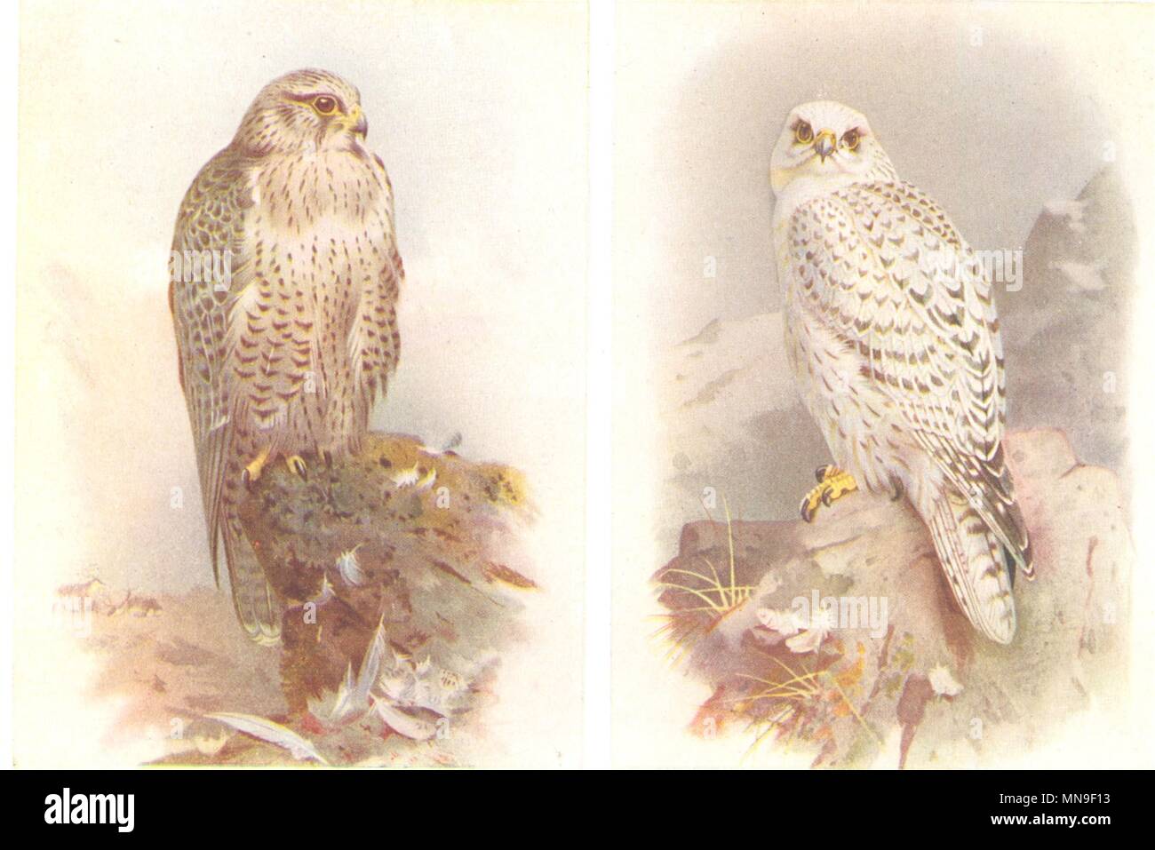 BRITISH BIRDS. Iceland Falcon (female) Greenland Falcon. THORBURN 1925 ...