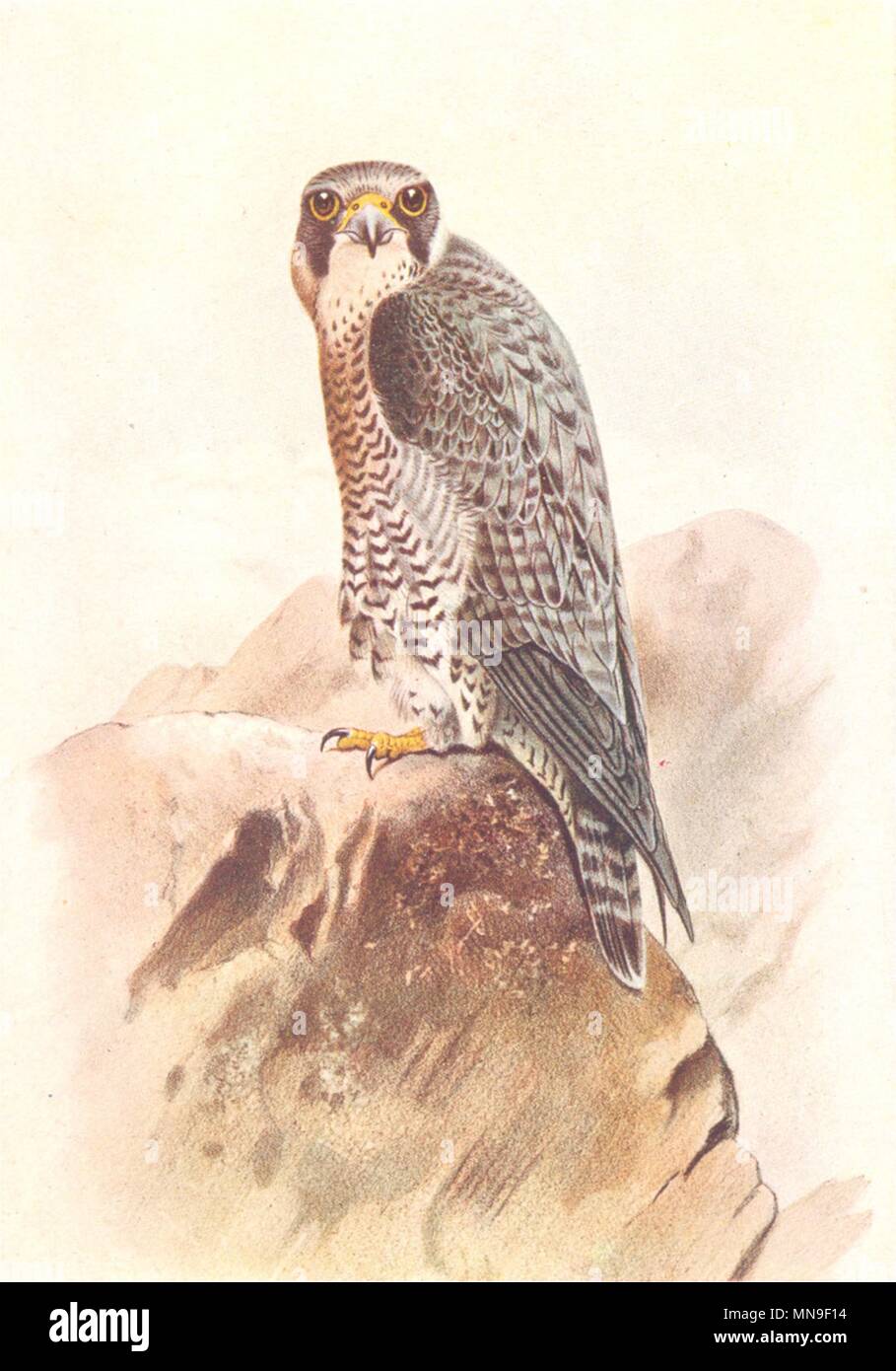 BRITISH BIRDS. Peregrine Falcon (adult female) . THORBURN 1925 old ...
