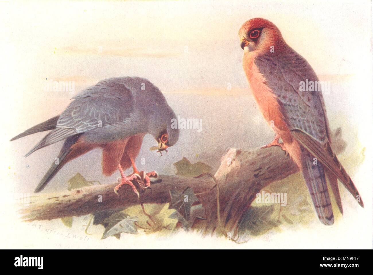 BRITISH BIRDS. Red-footed Falcon. THORBURN 1925 old vintage print ...