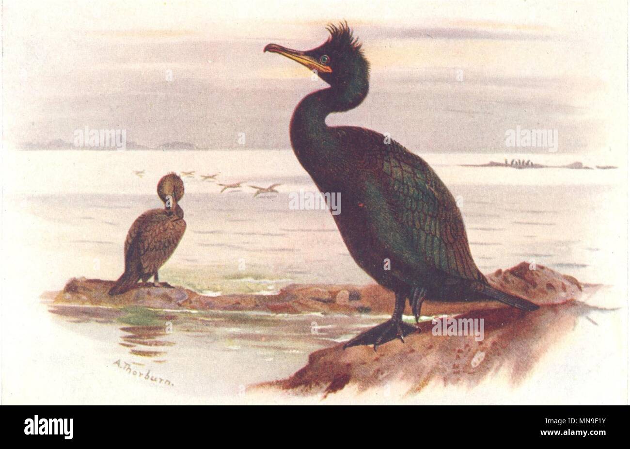 BRITISH BIRDS. Shag. THORBURN 1925 old vintage print picture Stock ...