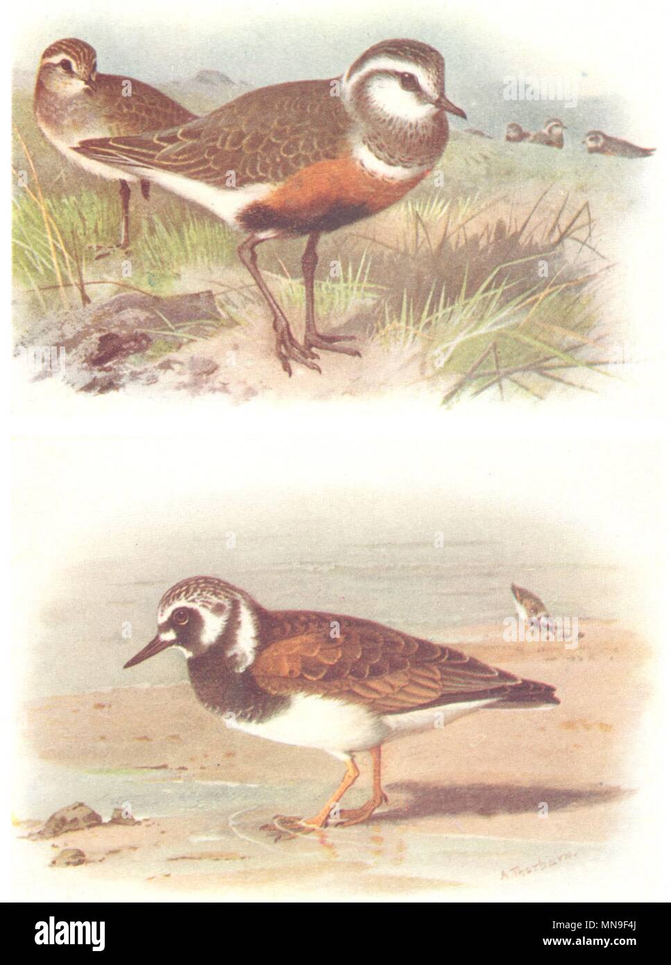 BRITISH BIRDS. Dotterel; Turnstone. THORBURN 1925 old vintage print ...