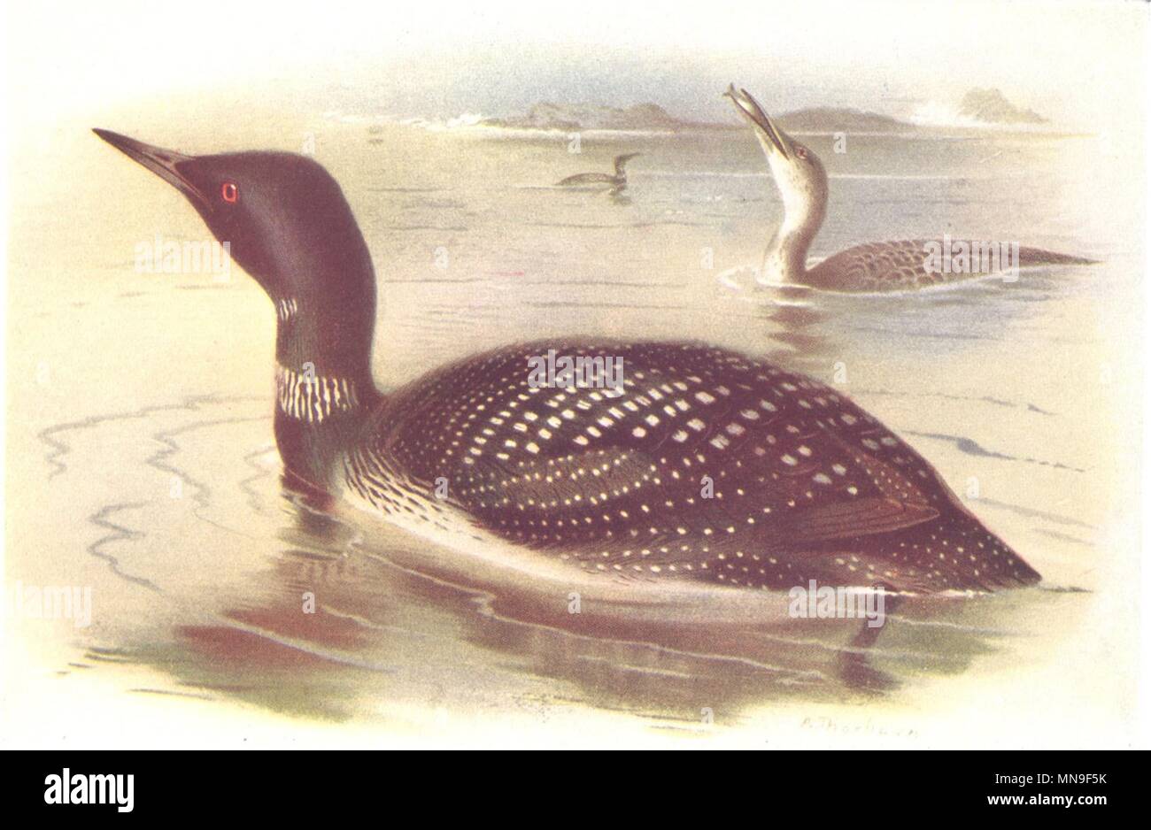 BRITISH BIRDS. Great Northern diver. THORBURN 1925 old vintage print ...