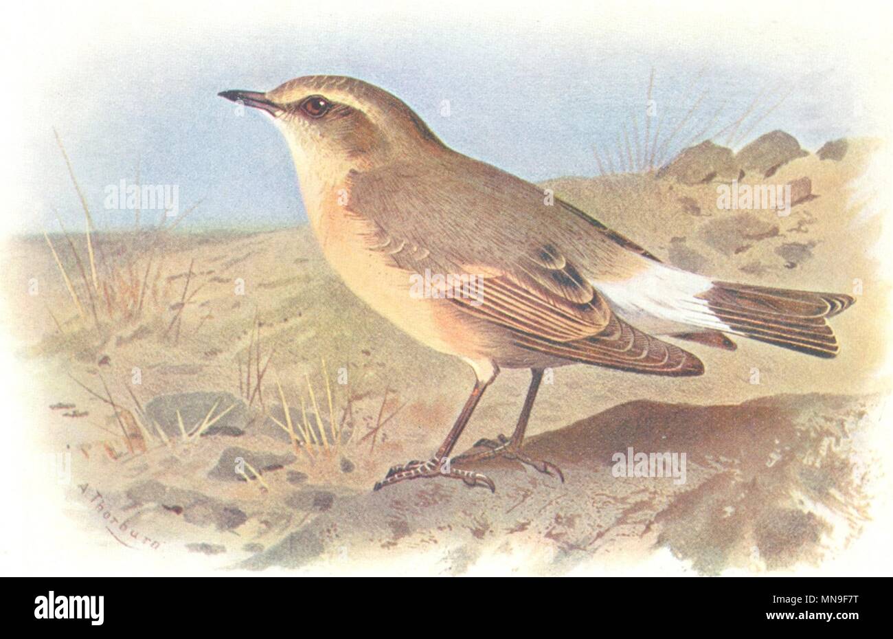 BRITISH BIRDS. Isabelline Wheatear. THORBURN 1925 old vintage print ...